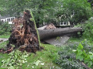 Uprooting – Tree Cutting Malaysia